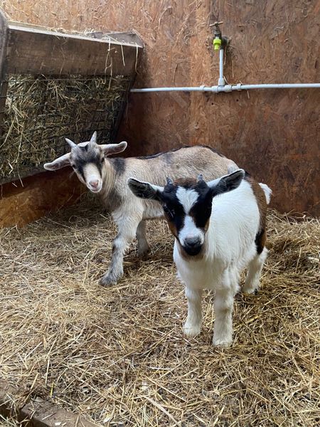 Goats Ads For Sale in Ireland | DoneDeal