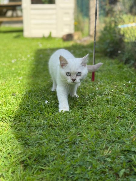 canter-tipper Animals Ads For Sale in Ireland | DoneDeal