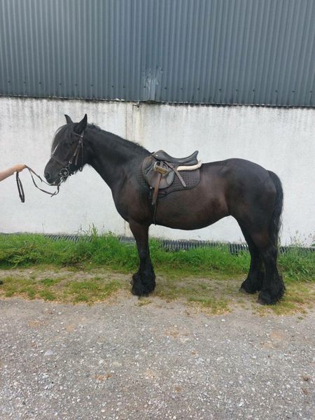 Cobs Ads For Sale in Ireland | DoneDeal