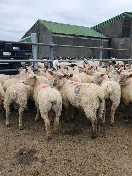 camper-van-body Sheep Ads For Sale in Ireland | DoneDeal