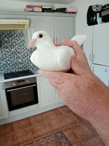 fridges-and-shelving-for-sale Birds Ads For Sale in Ireland | DoneDeal
