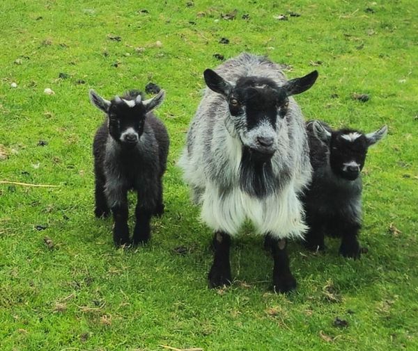 ford-transit-ex-minibus Goats Ads For Sale in Ireland | DoneDeal