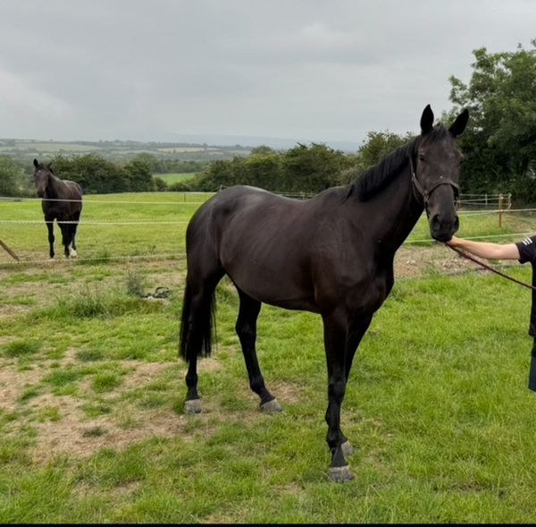 young rider | 23 Horses Ads For Sale in Ireland | DoneDeal
