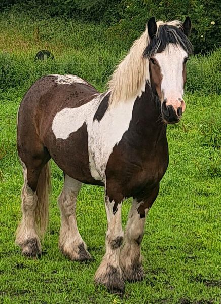 v | 1 Cobs Ad For Sale in Ireland | DoneDeal