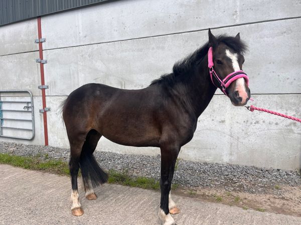 wee | 1 Ponies Ad For Sale in Ireland | DoneDeal