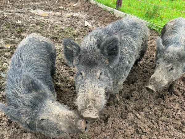 wild boar | 1 Farming Ad For Sale in Ireland | DoneDeal