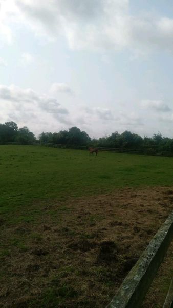 field for horses | 51 All Sections Ads For Sale in Ireland | DoneDeal