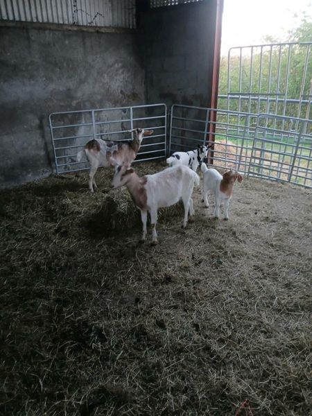 Goats Ads For Sale in Ireland | DoneDeal