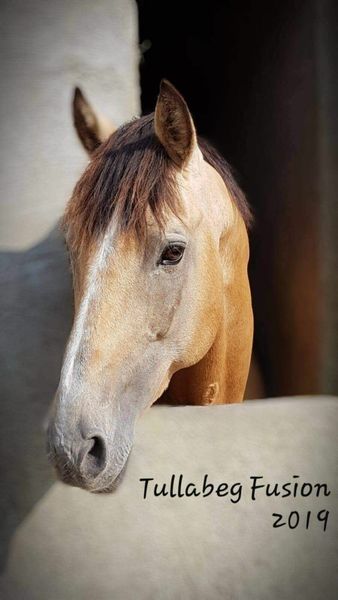 tango 3 | 8 All Sections Ads For Sale in Ireland | DoneDeal