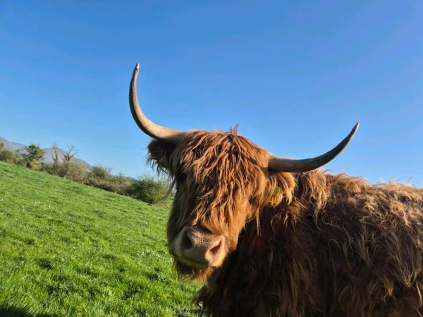 suzuki chopper 1800 for sale | 1 Livestock Ad For Sale in Ireland ...