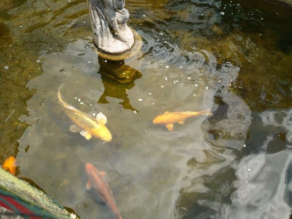 kai | 8 All Sections Ads For Sale in Ireland | DoneDeal