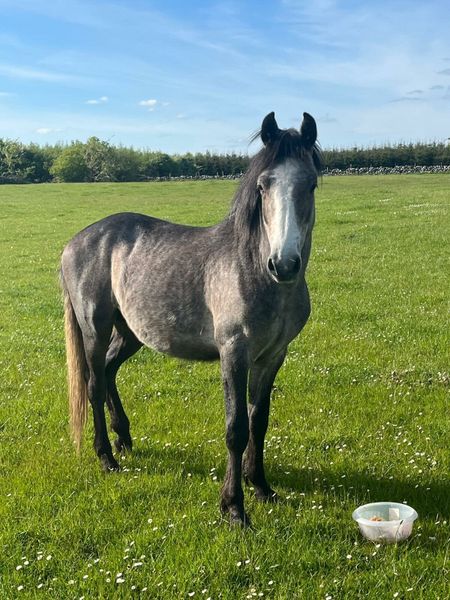 united states and the world | 3 Ponies Ads For Sale in Ireland | DoneDeal