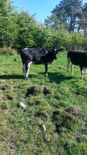 recoil-spring-loaded-knee-pads Dairy Cattle Ads For Sale in Ireland ...