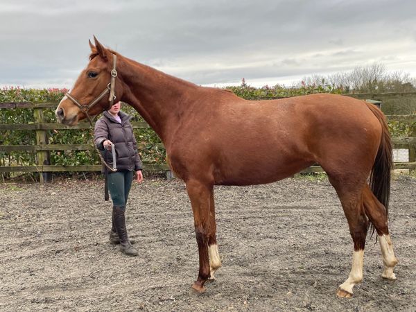 full-in house | 3 Horses Ads For Sale in Ireland | DoneDeal