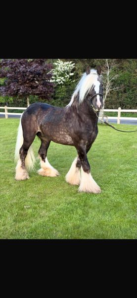 Cobs Ads For Sale in Ireland | DoneDeal