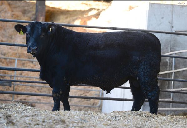 secure-yard-space Livestock Ads For Sale in Ireland | DoneDeal