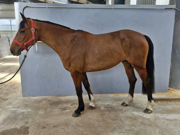 connemara | 4 Cobs Ads For Sale in Ireland | DoneDeal