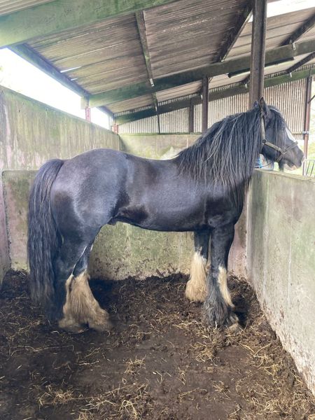 fee | 1,512 All Sections Ads For Sale in Ireland | DoneDeal