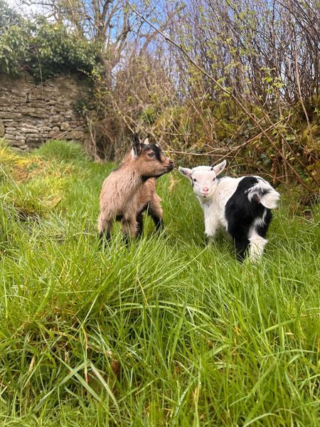 Goats Ads For Sale in Ireland | DoneDeal