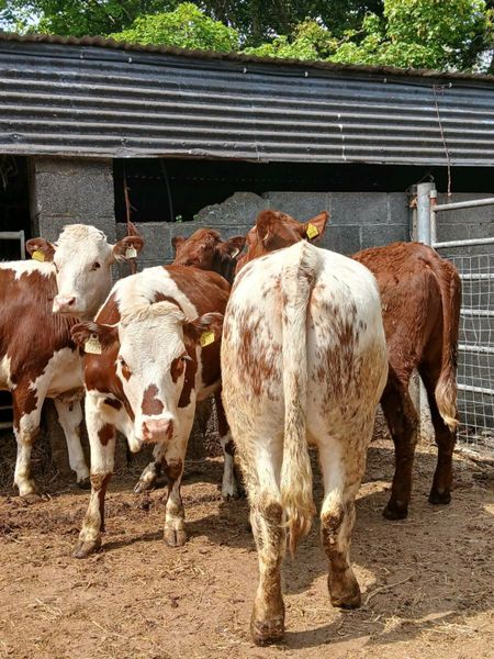 colouring | 50 Livestock Ads For Sale in Ireland | DoneDeal