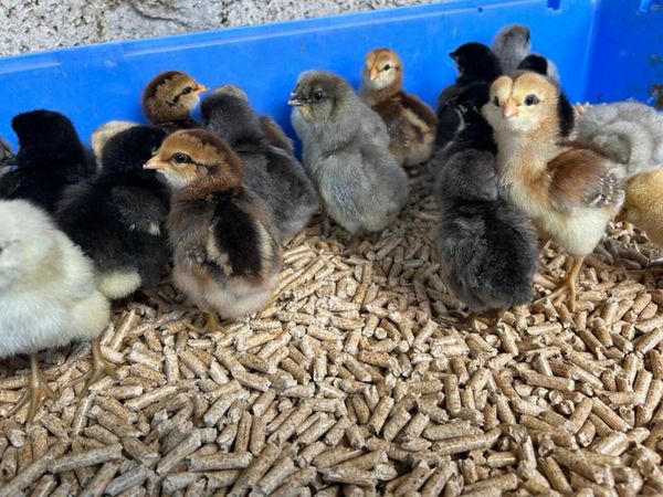 cavan/monaghan border | 1 All Sections Ad For Sale in Ireland | DoneDeal