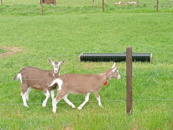 Goats Ads For Sale in Ireland | DoneDeal