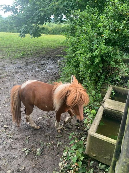 used sink for sale | 8 Ponies Ads For Sale in Ireland | DoneDeal