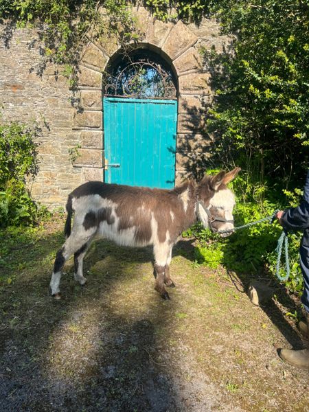 Donkeys Ads For Sale in Ireland | DoneDeal