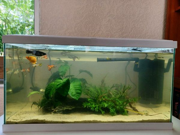 fish tank 100cm length | 9 All Sections Ads For Sale in Ireland | DoneDeal