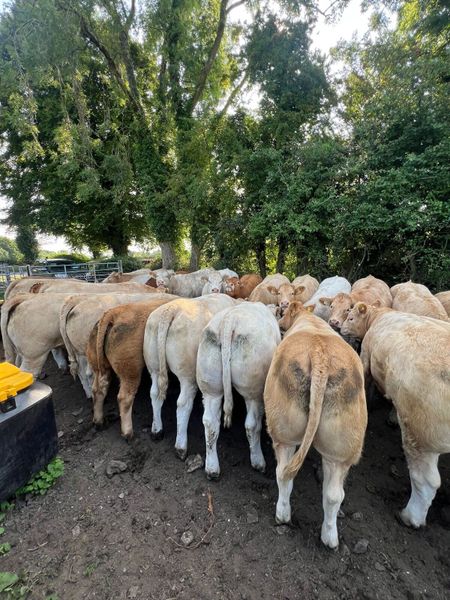 blinds to go ireland | 2 Beef Cattle Ads For Sale in Ireland | DoneDeal