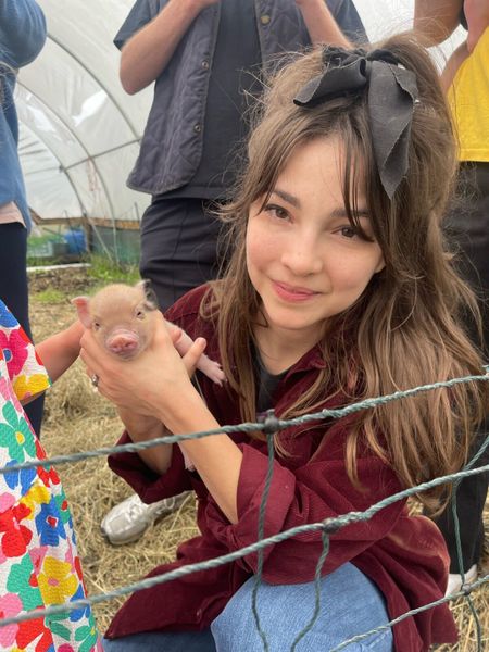 flemish-giant-rabbit Pigs Ads For Sale in Ireland | DoneDeal