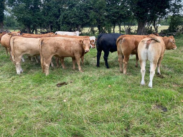 S | 9 Beef Cattle Ads For Sale in Ireland | DoneDeal