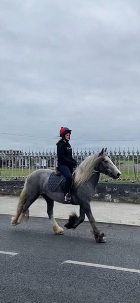 Cobs Ads For Sale in Ireland | DoneDeal