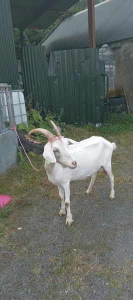 milking goats | 14 Farming Ads For Sale in Ireland | DoneDeal