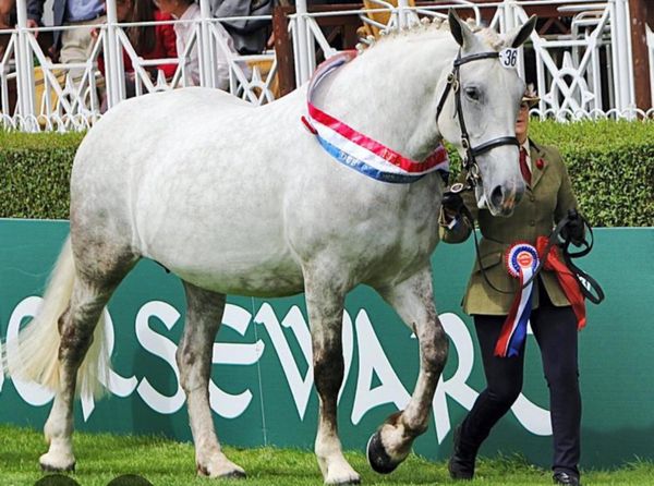 honda-cb1000r-abs Animals Ads For Sale in Ireland | DoneDeal