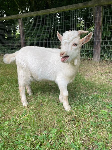 standing-seam-roof-cladding Goats Ads For Sale in Ireland | DoneDeal