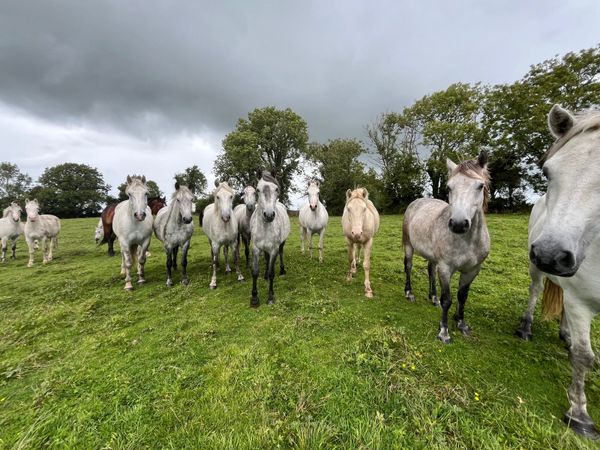 big sales | 3 Ponies Ads For Sale in Ireland | DoneDeal