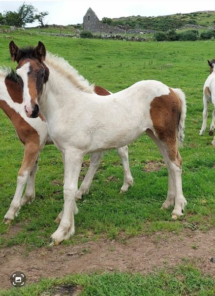 horses | 41 Equine Ads For Sale in Down | DoneDeal