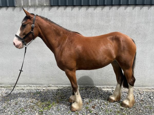 hunting cob | 13 All Sections Ads For Sale in Ireland | DoneDeal