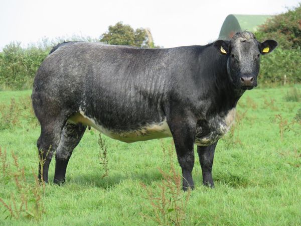 Beef Cattle Ads For Sale in Cork | DoneDeal