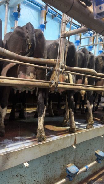 110cc-quad-for-sale Dairy Cattle Ads For Sale in Ireland | DoneDeal