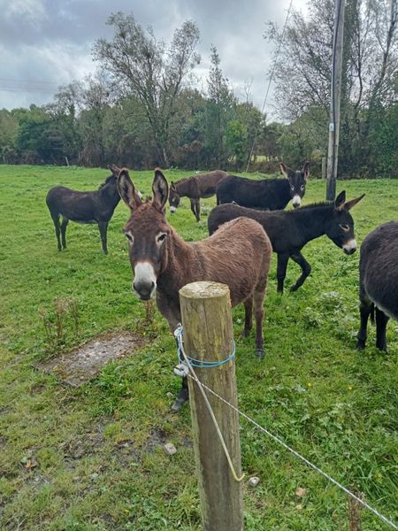 prices of items for sale | 2 Donkeys Ads For Sale in Ireland | DoneDeal