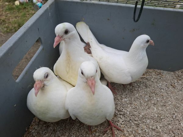 heavy-duty-gate-and-feeding-barriers Birds Ads For Sale in Ireland ...