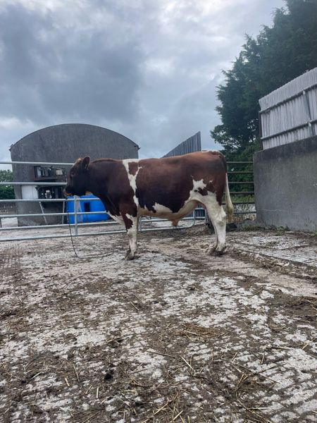 uk-irl-low-loader-transport Dairy Cattle Ads For Sale in Ireland | DoneDeal