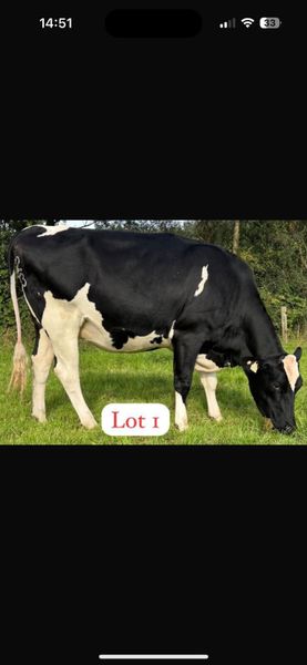 pop-up-gig-rig Farming Ads For Sale in Ireland | DoneDeal