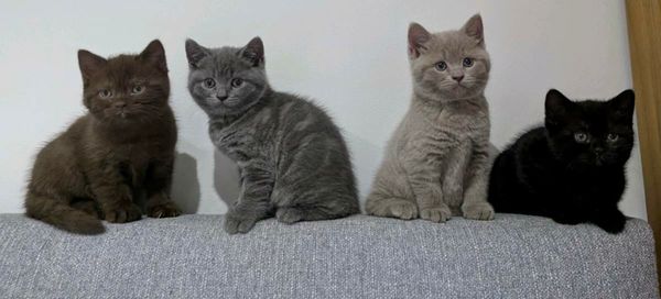 new-fleming-transport-boxes Cats Ads For Sale in Ireland | DoneDeal