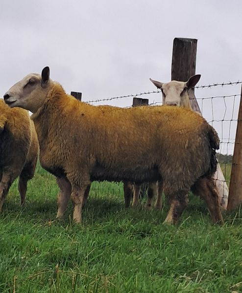 Sheep Ads For Sale in Mayo | DoneDeal
