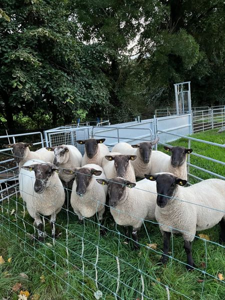 ifor-williams-triaxel-trailer Sheep Ads For Sale in Ireland | DoneDeal