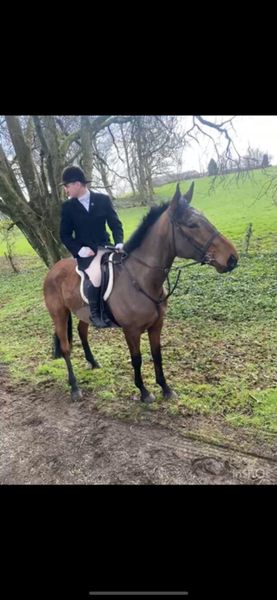 witcher season 2 cast videos | 1 Horses Ad For Sale in Ireland | DoneDeal