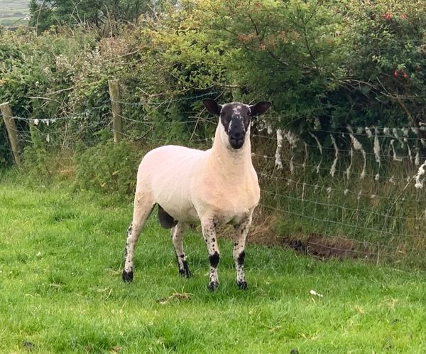 milford rams | 16 Sheep Ads For Sale in Ireland | DoneDeal